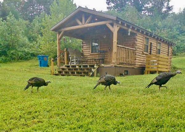 Cozy Studio Cabin Surrounded By Nature For A Peaceful Getaway Near Gallipolis, Ohio - Point Pleasant, WV