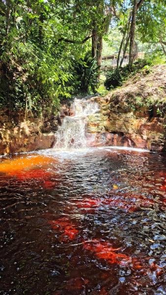 Jaracuí - Experiência Amazônica - Amazonas (estado)