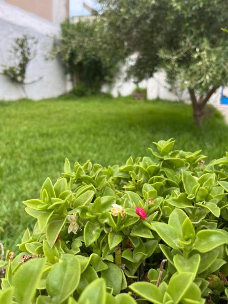 3 Bedroom Villa With Garden - Tunisie