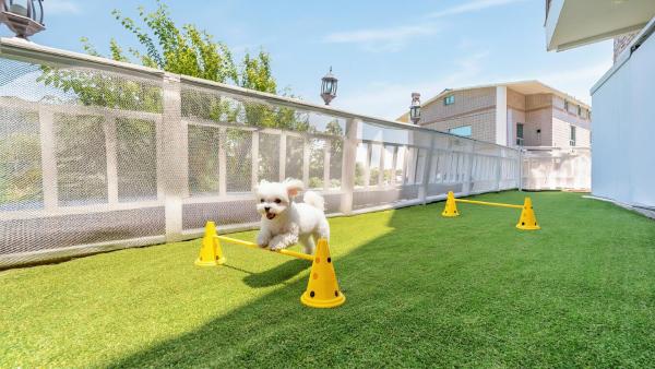 Geoje Blueberry Pet Pension - South Korea