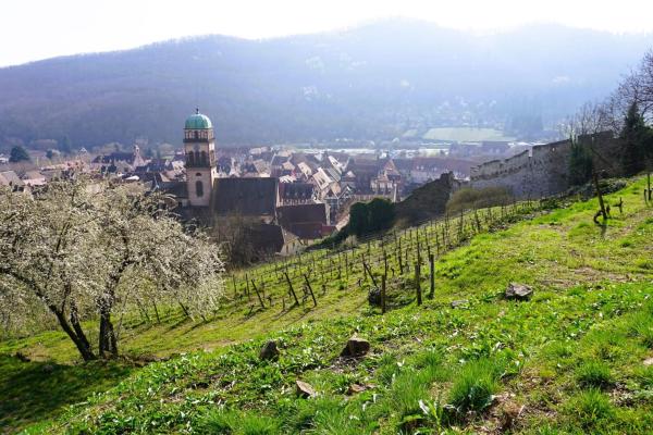 Gîte Le Nid - Haut-Rhin