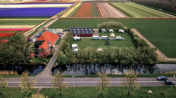 Koegras 1 - Texel