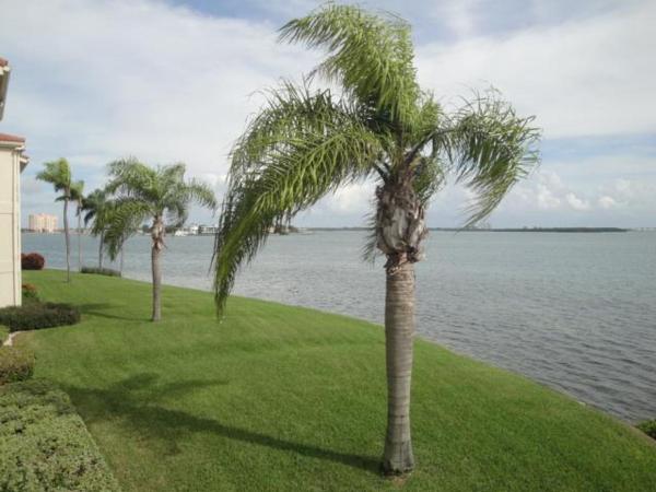 Pa H-212 - Palma - Standard - St. Petersburg, FL