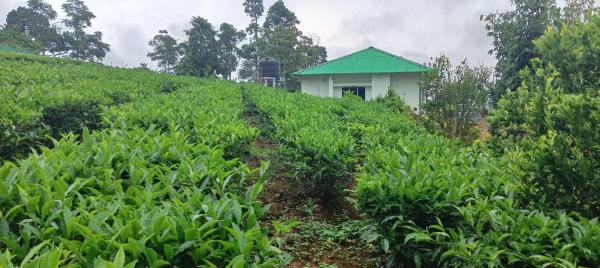 Morning Glory Homestay - Idukki