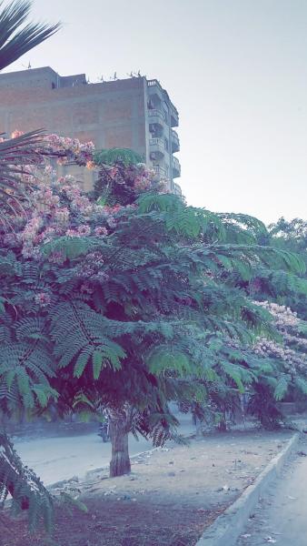 بيت الجميع - Cairo
