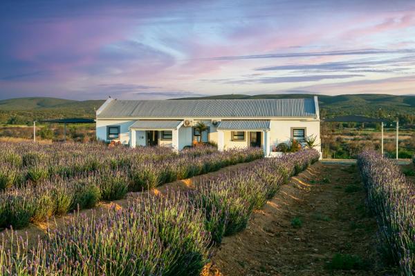 Karoo Lavender - Oudtshoorn