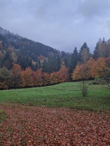 Appartement Proche Des Ballades En Forêt - Lac de Kruth-Wildenstein