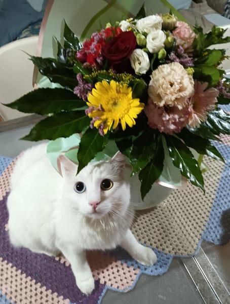 The White Cat - Naples, Italie