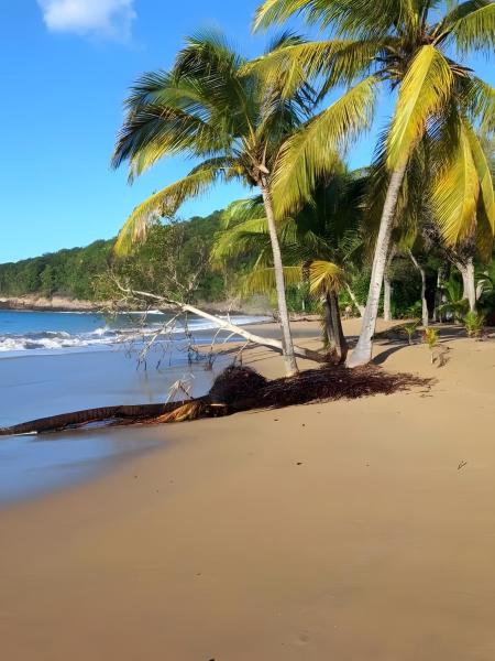 Chambre D’hôte En Demi Pension - Guadeloupe