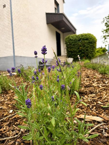 Das Lavendel Landhaus - Euskirchen