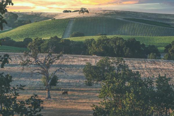 Kindred Oak Farm - Paso Robles
