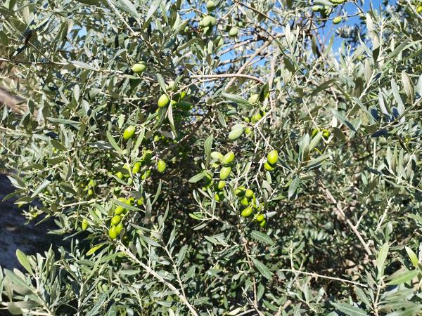 Les Oliviers - Sorgues