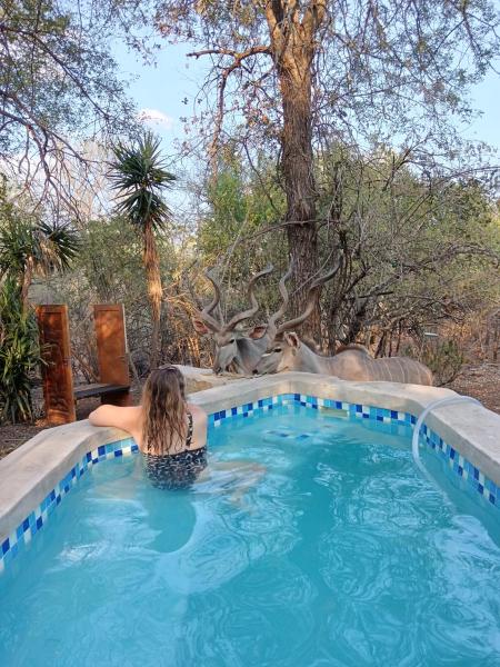 Kifaru - Kruger - Marloth Park