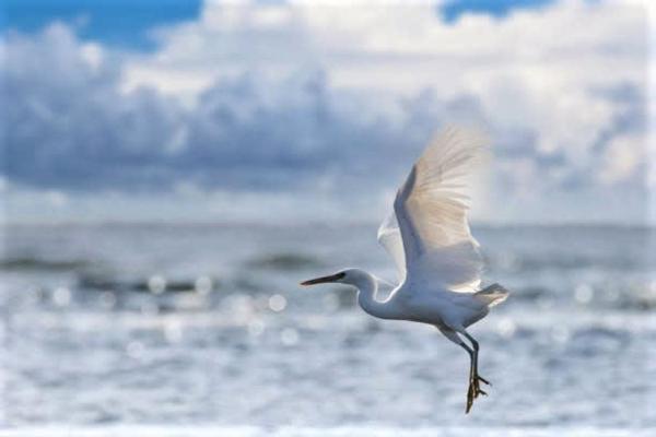 Heron's Perch Direct Ocean Front On Cinnamon Beach - Palm Coast, FL