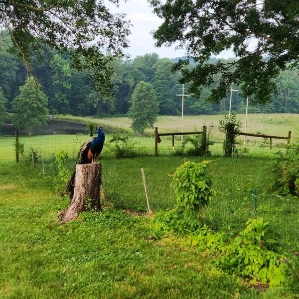 A Room On A Farm - Indiana (State)