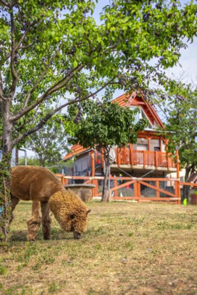 Sofia Szeretet Farm éS Vendégház - Hollókő