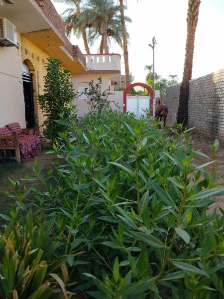 Luxor West Bank Garden House - Luxor