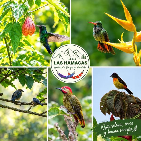Ecohostal Las Hamacas - Manizales