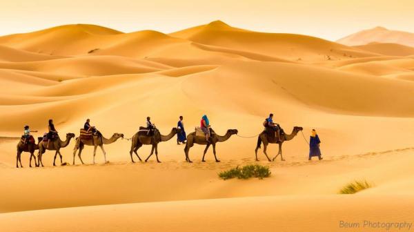 Camels House - Morocco