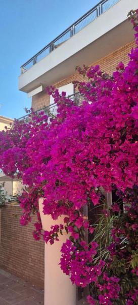 Bouganvillea - Marken