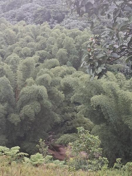 Finca Periquito - Porto Rico