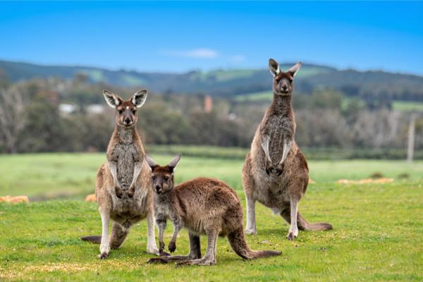 Brodie's Farm - Nannup