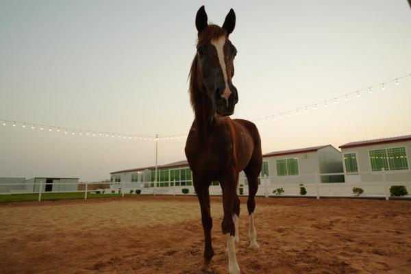 Hoof Stables & Farms - Sharjah