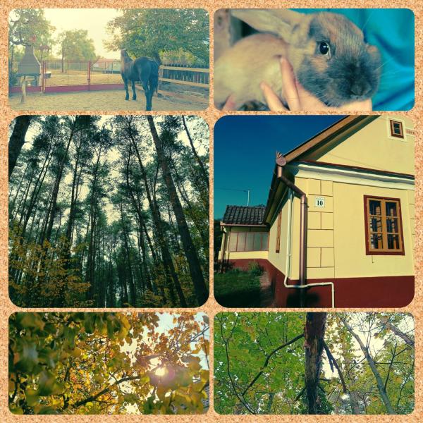 Póni Kuckó Vendégház éS Minifarm - Nagykanizsa