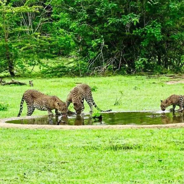 Leopard Reach Yala, Sri Lanka - reviews, prices | Planet of Hotels