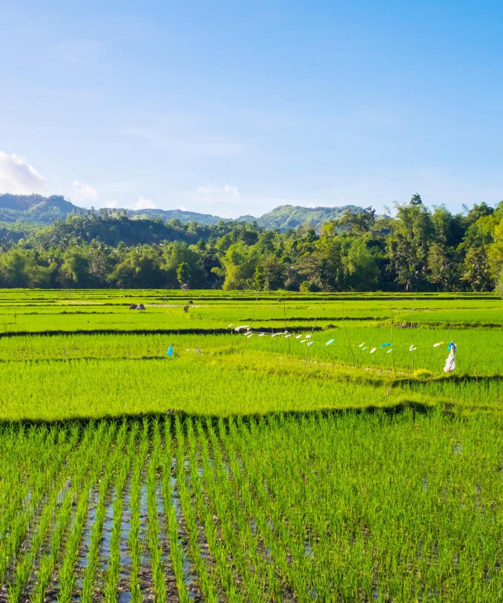 Book cheap flights to Visayas – Booking.com