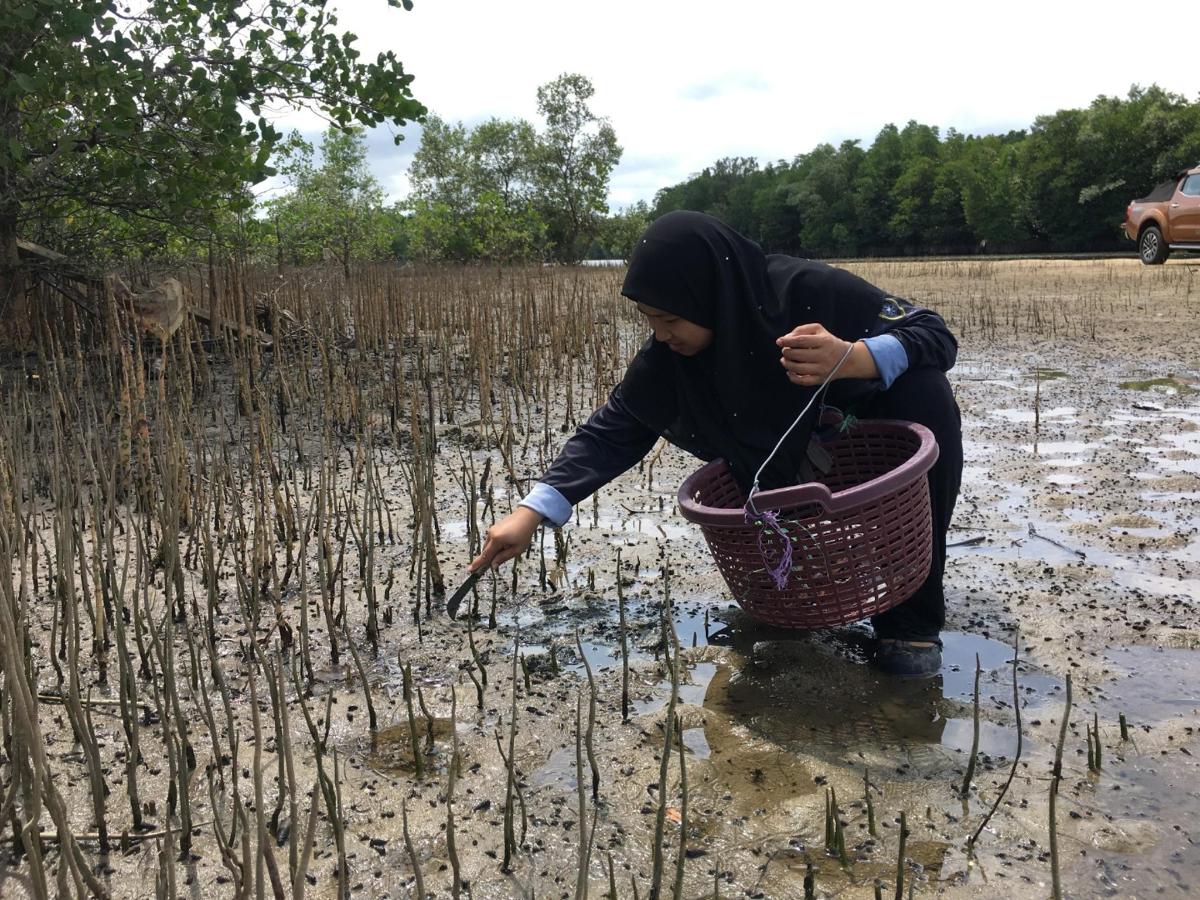 Guided Mussel Picking Kuala Terengganu - Booking.com